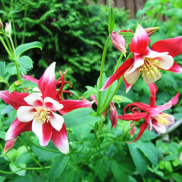 Аквилегия, орлик, или водосбор (Aquilegia)