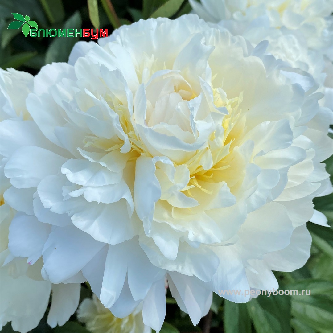Пионы – Paeonia. Описание. Условия выращивания. Виды и сорта.
