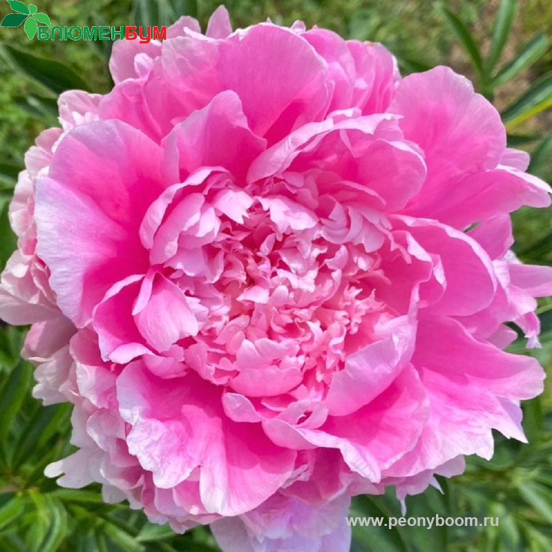 Пионы – Paeonia. Описание. Условия выращивания. Виды и сорта.