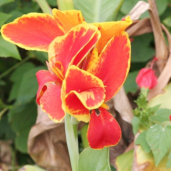 Канна (Canna)