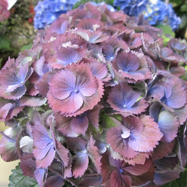 Гортензия крупнолистная Джемини (Hydrangea macrophylla Gemini)